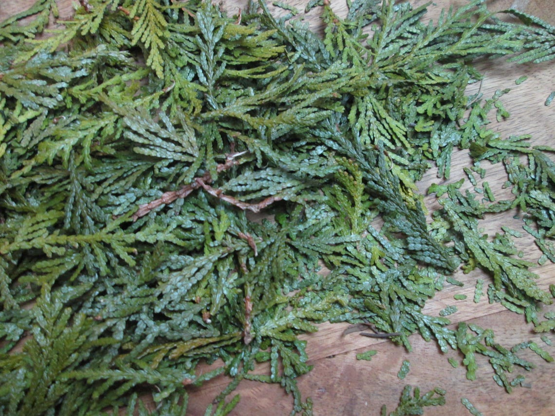 Cedar Fresh or Dried Leaves- Northern White Cedar Branches - Organic ...