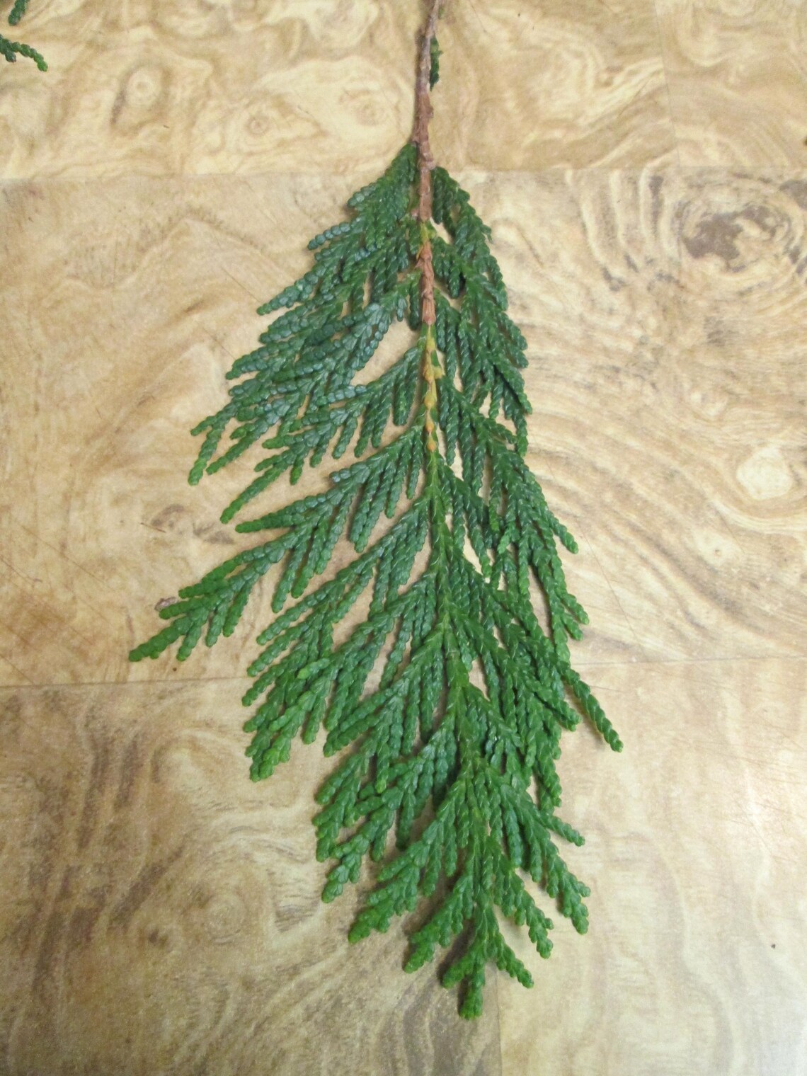 Cedar Fresh or Dried Leaves- Northern White Cedar Branches - Organic ...