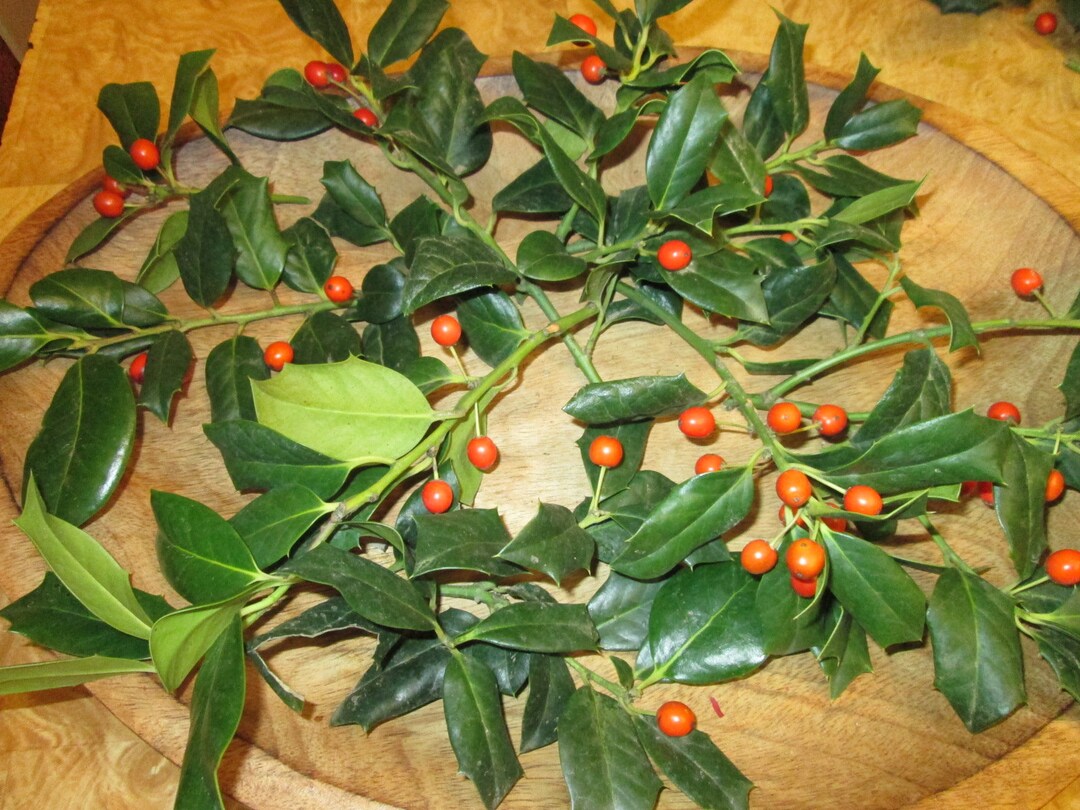 Fresh or Dried Holly Stems & Leaves – Green or Variegated – Wreaths ...