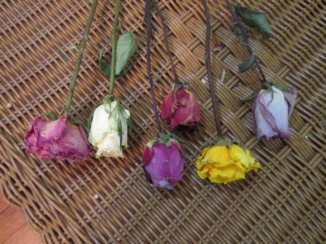 Assorted Color Dried Rose Bunch, Set of 6 Mixed Color Roses, Rustic ...