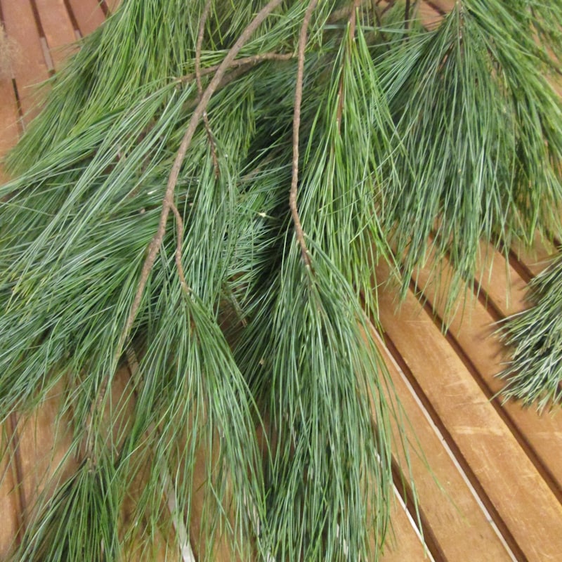 Fresh Real Pine Branches - Etsy