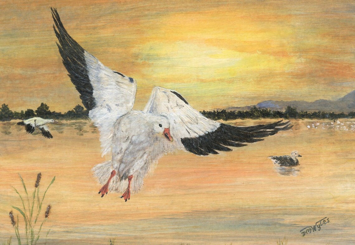 Lesser Snow Goose Flying in for a Landing as the Sun Sets--framed ...