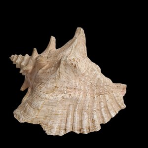 Vintage Large 7" Queen Conch Sea Shell Natural Beach Seashell Nautical ...