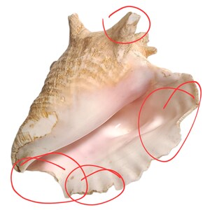 Vintage Large 7" Queen Conch Sea Shell Natural Beach Seashell Nautical ...
