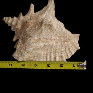 Vintage Large 7" Queen Conch Sea Shell Natural Beach Seashell Nautical ...