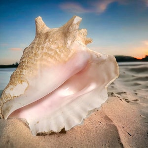 Vintage Large 7" Queen Conch Sea Shell Natural Beach Seashell Nautical ...