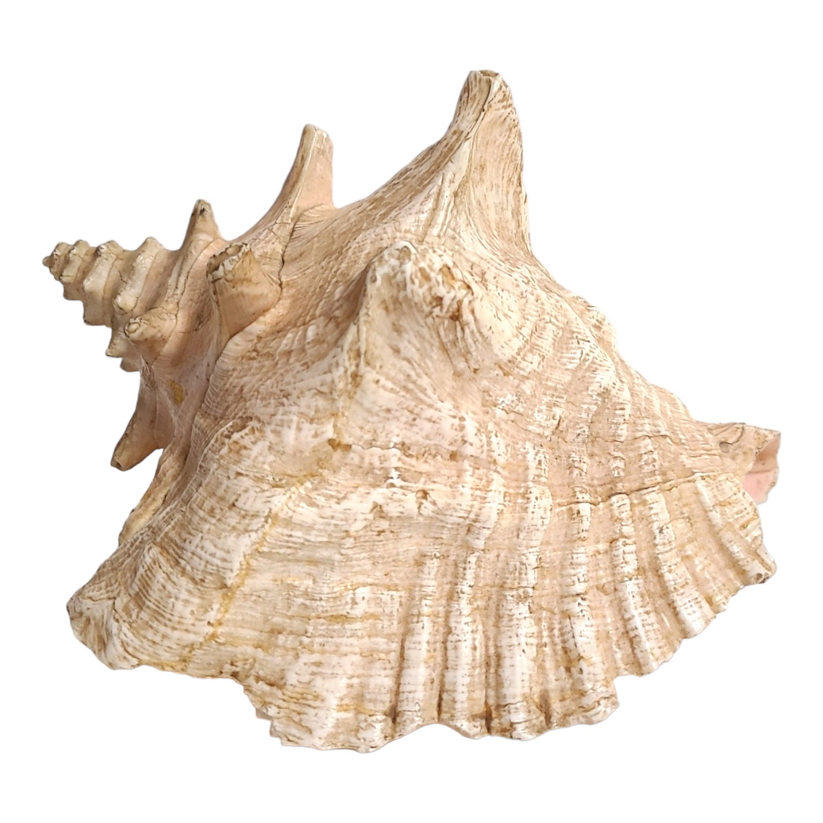 Vintage Large 7" Queen Conch Sea Shell Natural Beach Seashell Nautical ...