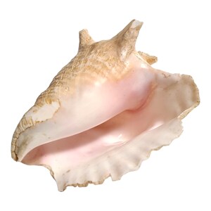 Vintage Large 7" Queen Conch Sea Shell Natural Beach Seashell Nautical ...