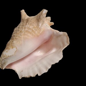 Vintage Large 7" Queen Conch Sea Shell Natural Beach Seashell Nautical ...