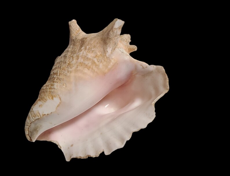 Vintage Large 7" Queen Conch Sea Shell Natural Beach Seashell Nautical ...