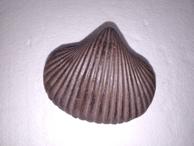 Vintage Heavy Cast Iron Clam Shell Nautical Seashell Hinged | Etsy