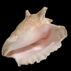 Vintage Large 7" Queen Conch Sea Shell Natural Beach Seashell Nautical ...