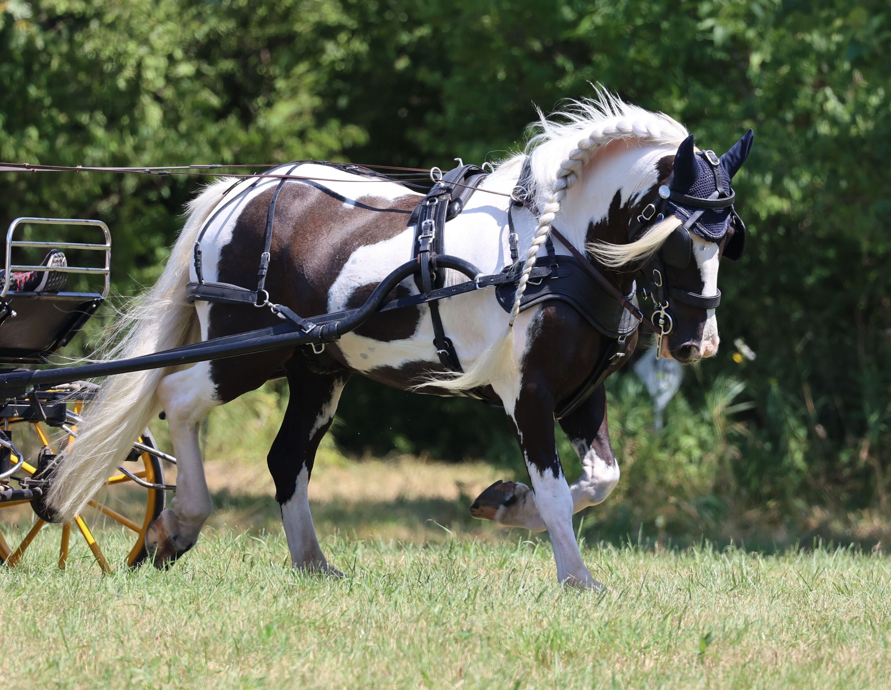 Beautiful Gypsy Horses