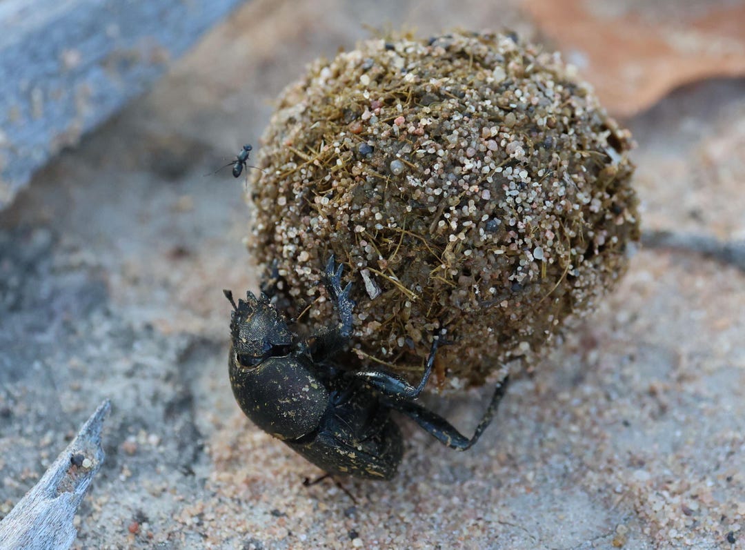 African Dung Beetle Rolling His Ball of Elephant Poop - Etsy