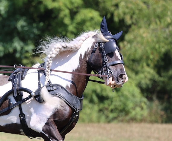 Gypsy Vanner Horse Driving Dressage Horses in Harness Show - Etsy