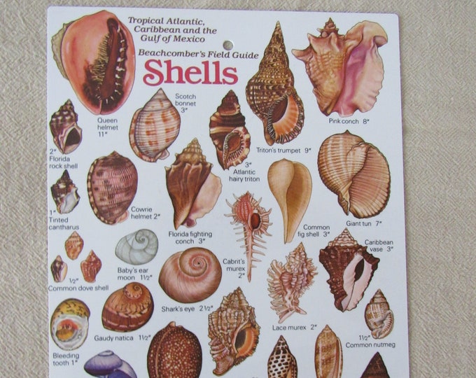 Beachcomber's Field Guide Shells Seahawk Press 1986 Free Shipping - Etsy