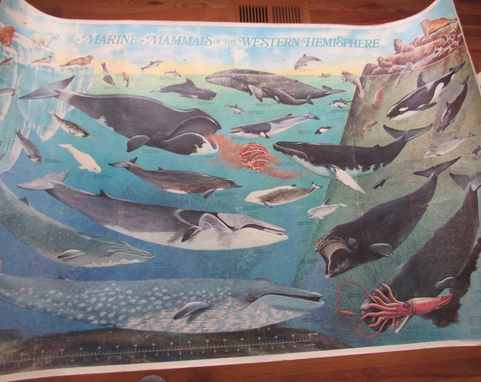 Vintage Marine Mammals of the Western Hemisphere Poster NOAA 1975 Rod ...
