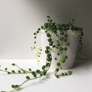 String of Peas, String of Pearls, String of Beads, Senecio Rowleyanus ...