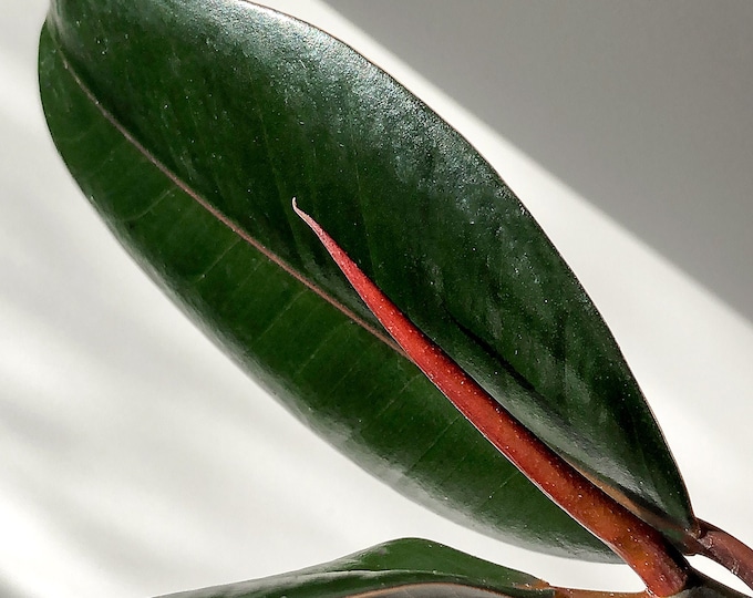 Rubber Tree Plant, Ficus Elastica, Black Prince, Rubber Fig, Rubber ...