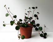 Peperomia Ruby Cascade Trailing Peperomia Trailing Plant - Etsy
