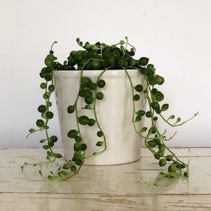 String of Peas, String of Pearls, String of Beads, Senecio Rowleyanus ...