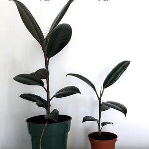 Rubber Tree Plant, Ficus Elastica, Black Prince, Rubber Fig, Rubber ...