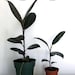 Rubber Tree Plant, Ficus Elastica, Black Prince, Rubber Fig, Rubber ...