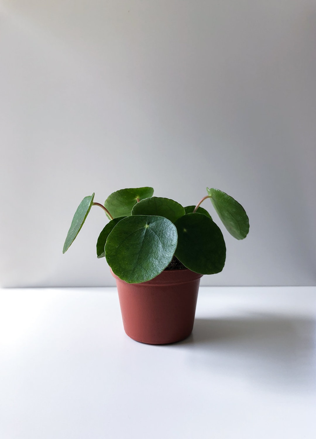 Pilea Peperomioides Plant, Pilea, Chinese Money Plant, Pancake Plant ...