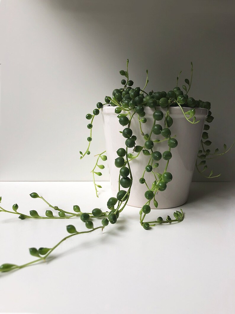 String of Peas String of Pearls String of Beads Senecio | Etsy