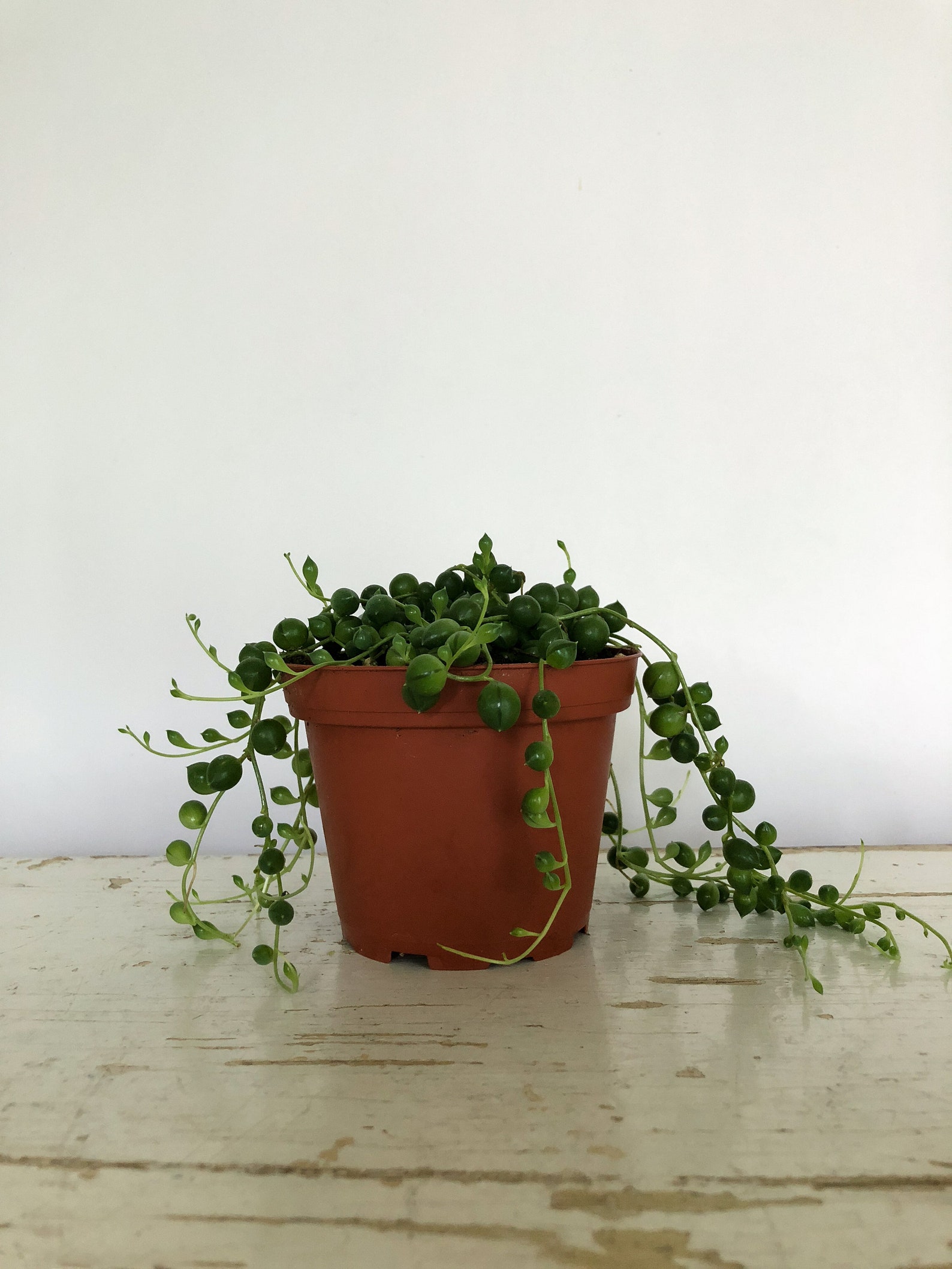 String of Peas String of Pearls String of Beads Senecio | Etsy