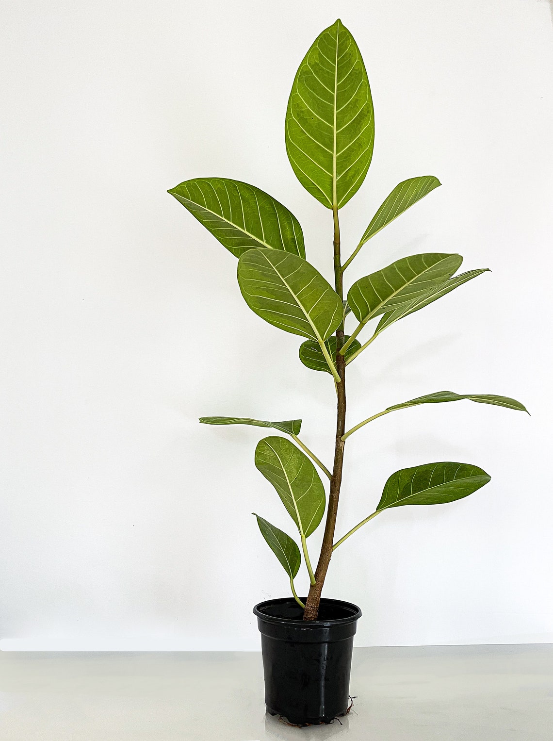 Ficus Altissima, Ficus Yellow Gem, Indoor Tree, Live Ficus, Ficus Tree ...