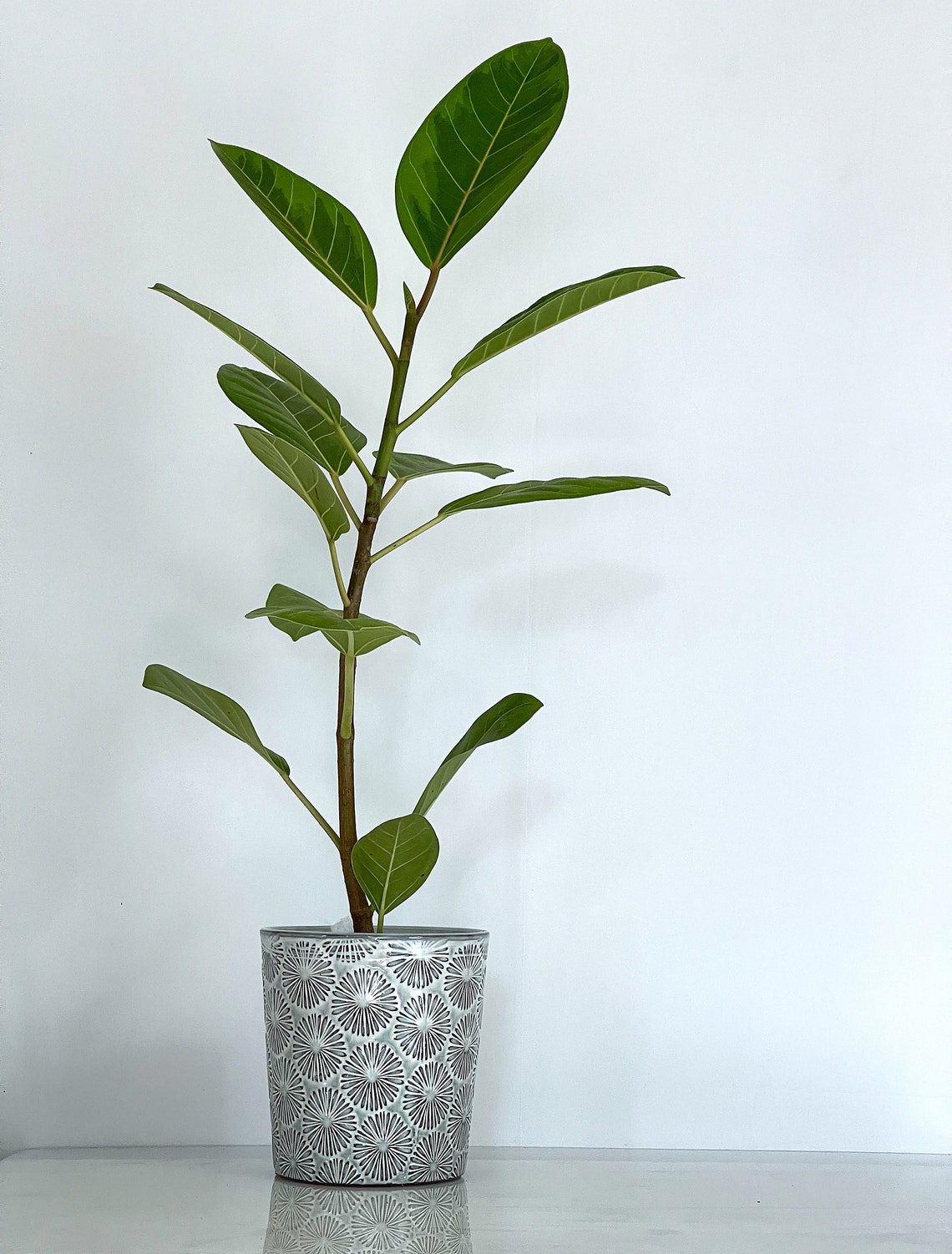 Ficus Altissima, Ficus Yellow Gem, Indoor Tree, Live Ficus, Ficus Tree ...