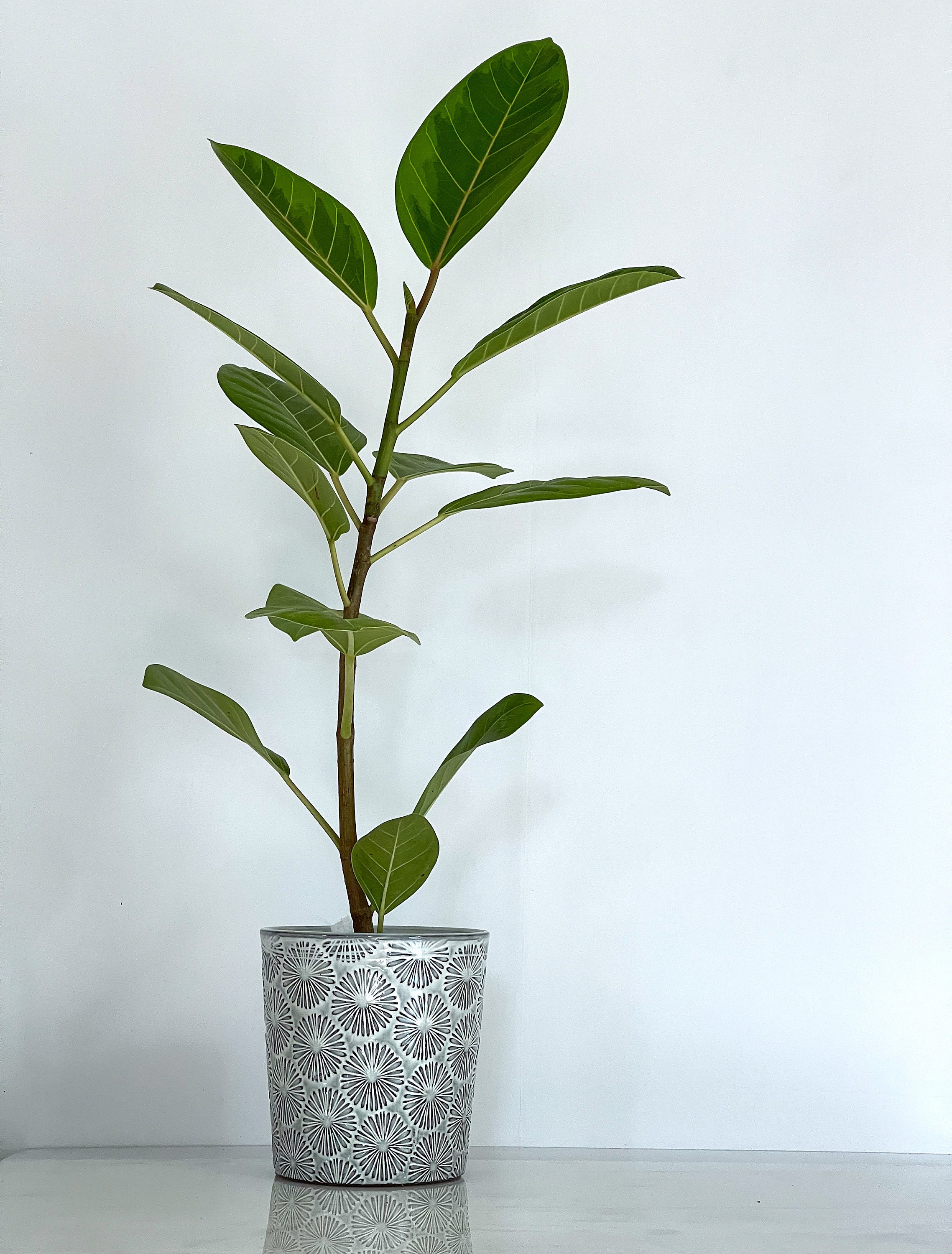 Ficus Altissima, Ficus Yellow Gem, Indoor Tree, Live Ficus, Ficus Tree ...