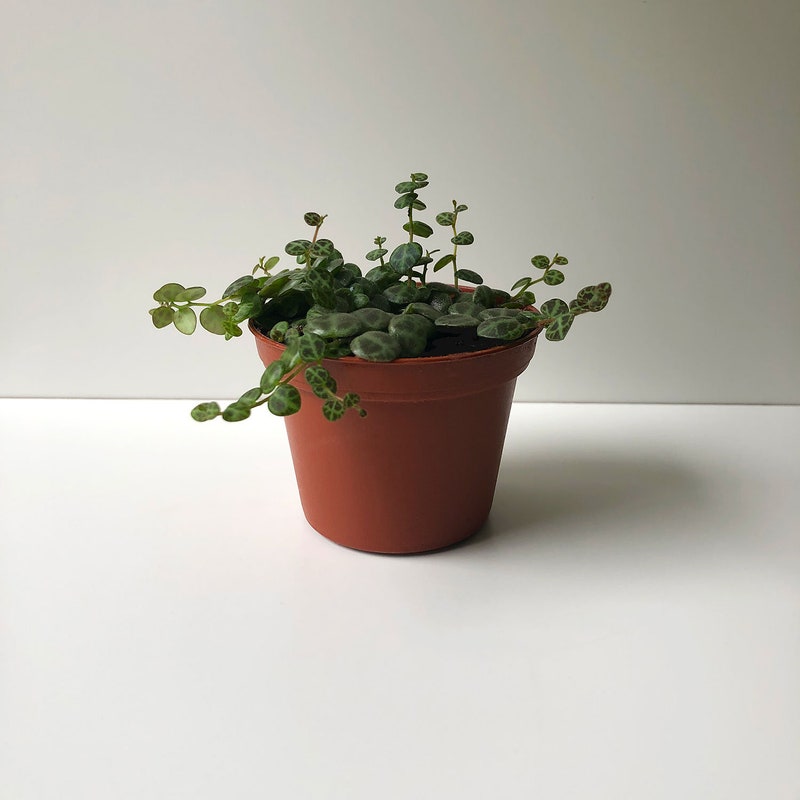 Turtle Plant Mini - Etsy