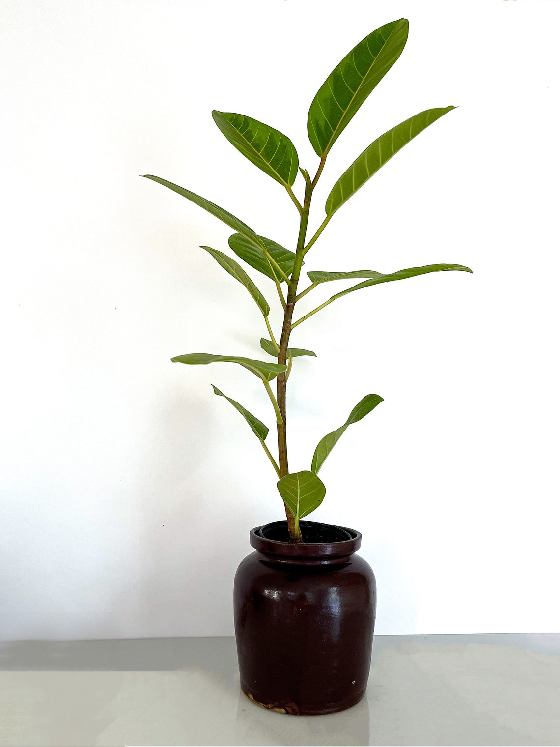 Ficus Altissima, Ficus Yellow Gem, Indoor Tree, Live Ficus, Ficus Tree ...