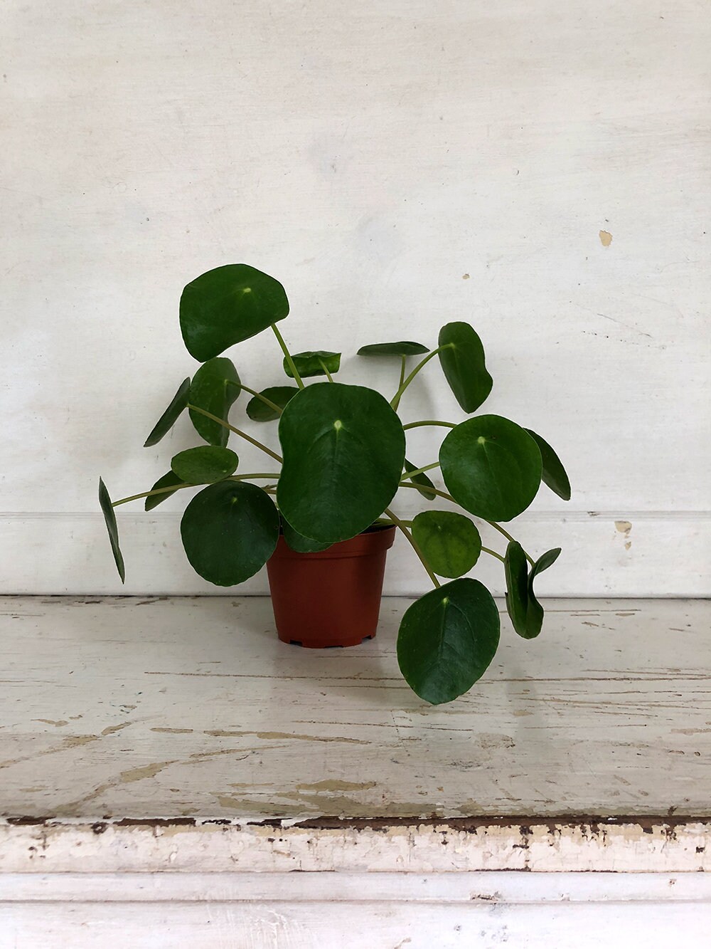 Pilea Peperomioides Plant Large Pilea Chinese Money Plant | Etsy