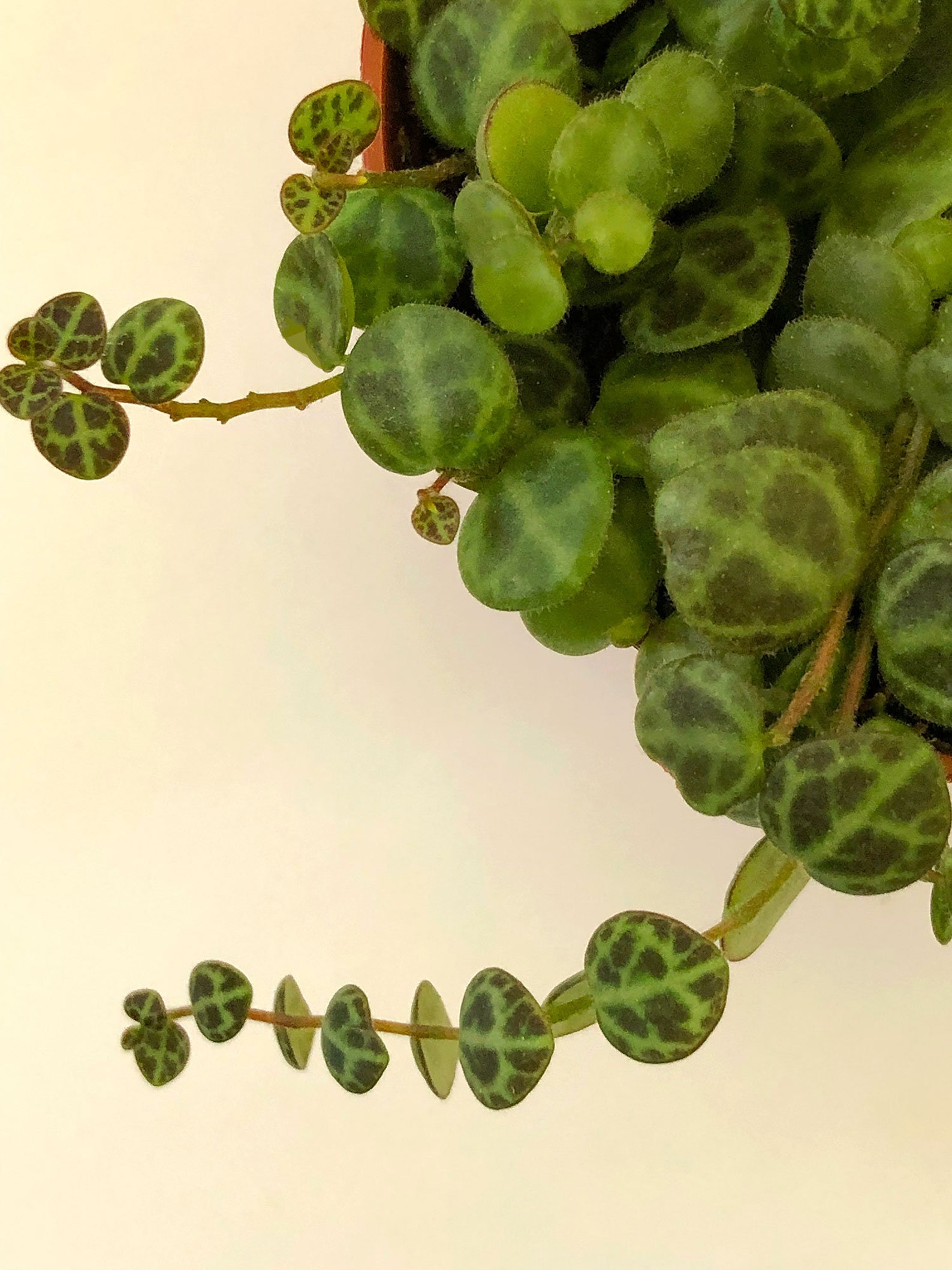 String of Turtles Peperomia Prostrata Turtle Vine Trailing - Etsy