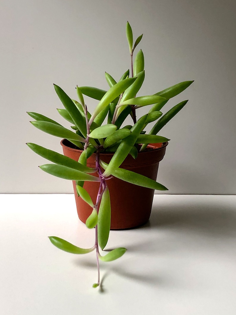 2.5 Pickle Vine Ruby Necklace Plant Othonna Capensis - Etsy