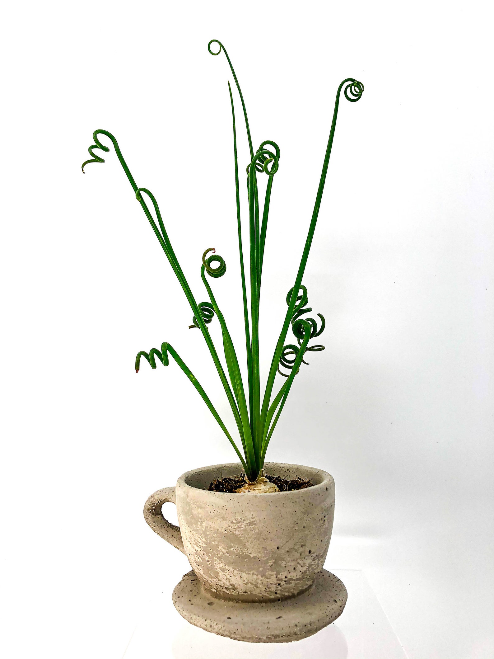 Tea Cup Planter Garden Tea Cup 3 Inch Planter Tea Cup Pot - Etsy