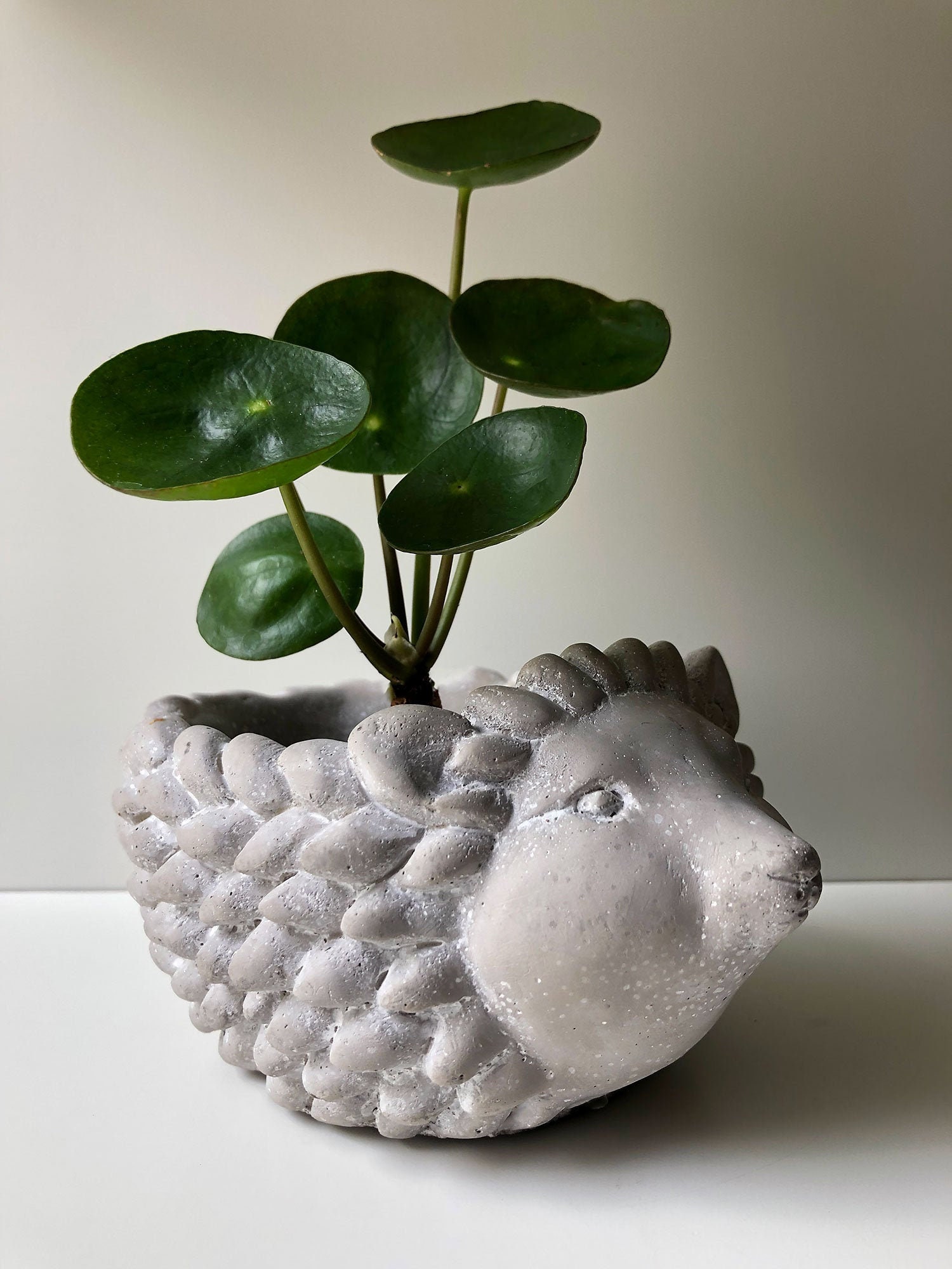 Pilea Peperomioides in a Hedgehog Planter, Hedgehog Pot, Planted Gift ...