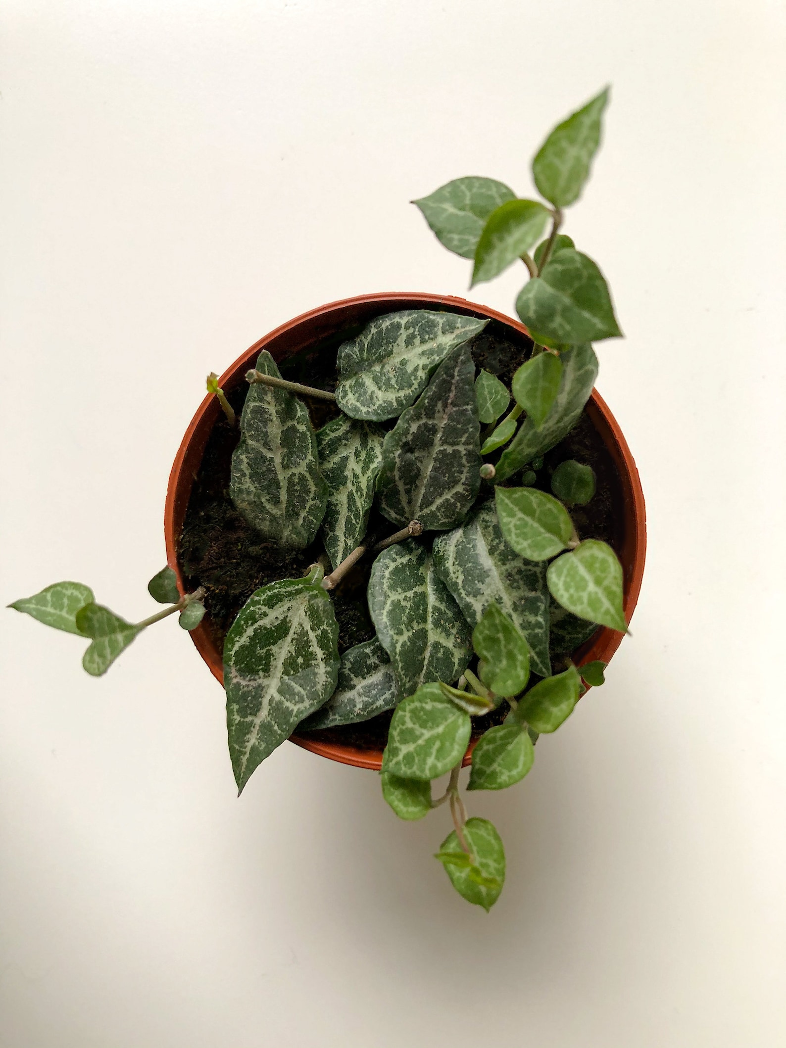 String of Spades, Ceropegia Linearis Woodii, 'heartless', String of ...