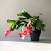 Red Christmas Cactus, Red Zygo Cactus, Zygocactus, Schlumbergera ...