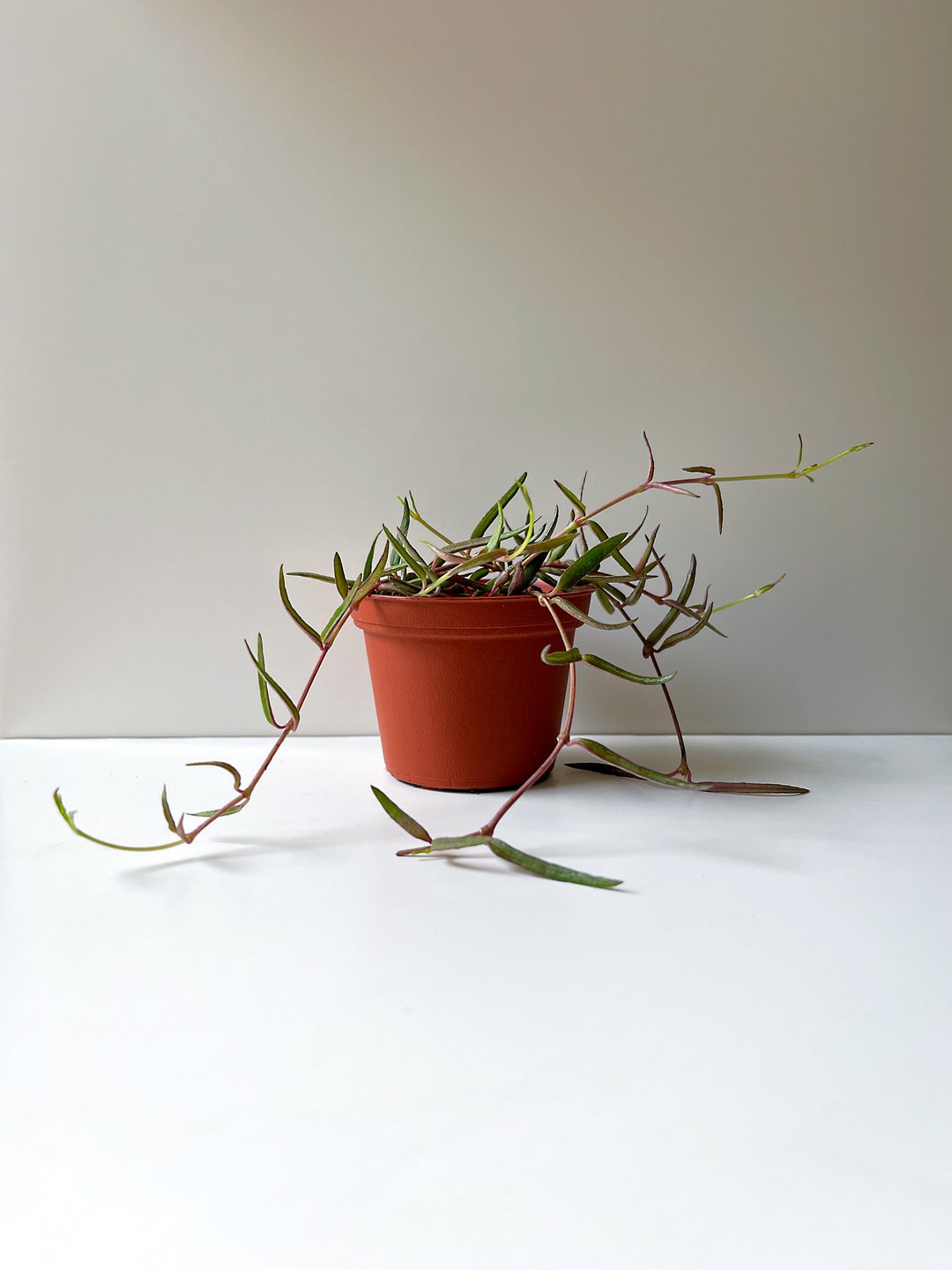 String of Needles, Ceropegia Linearus, Succulent Collection, Trailing ...