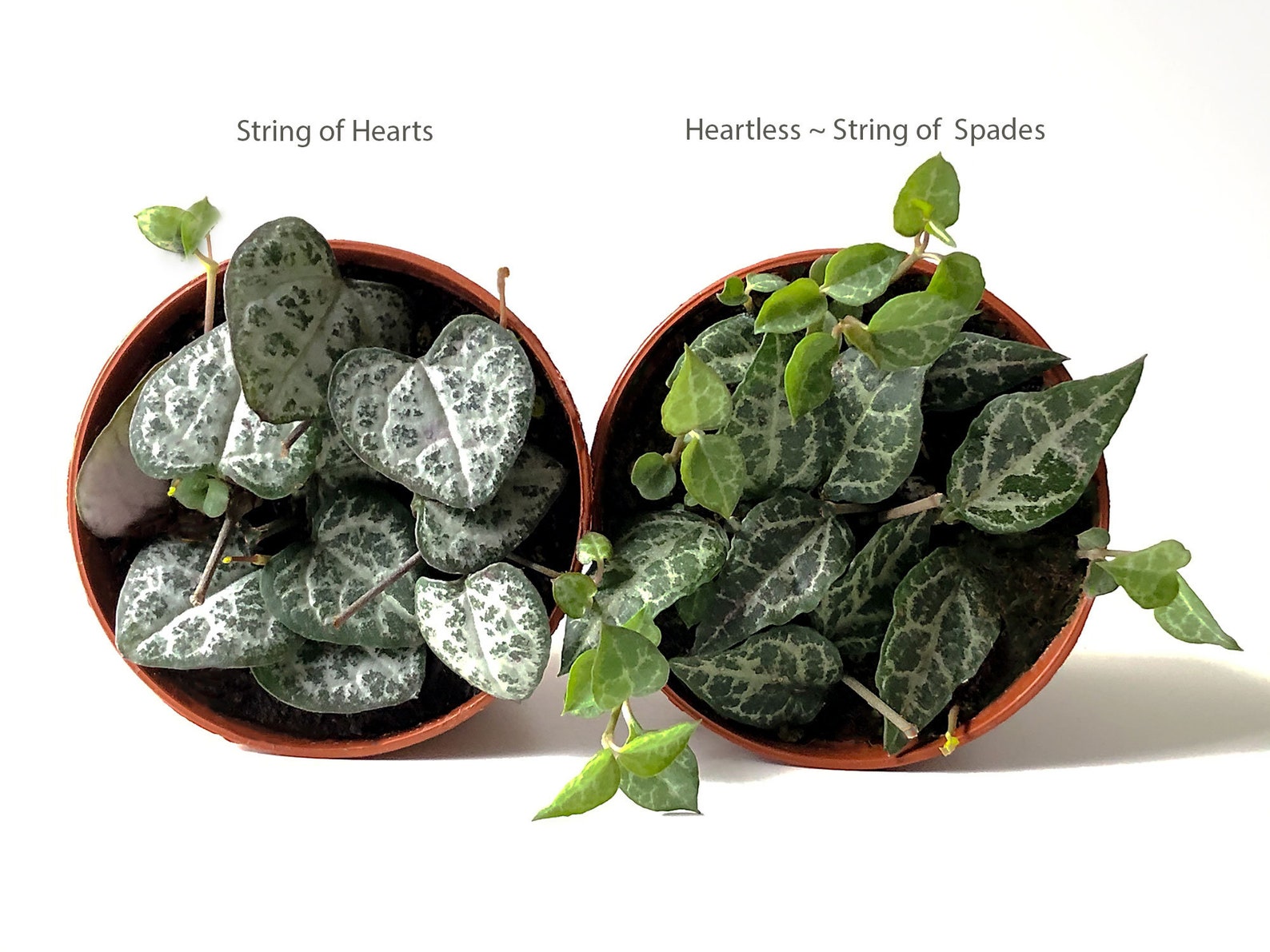 String of Spades Ceropegia Linearis Woodii - Etsy