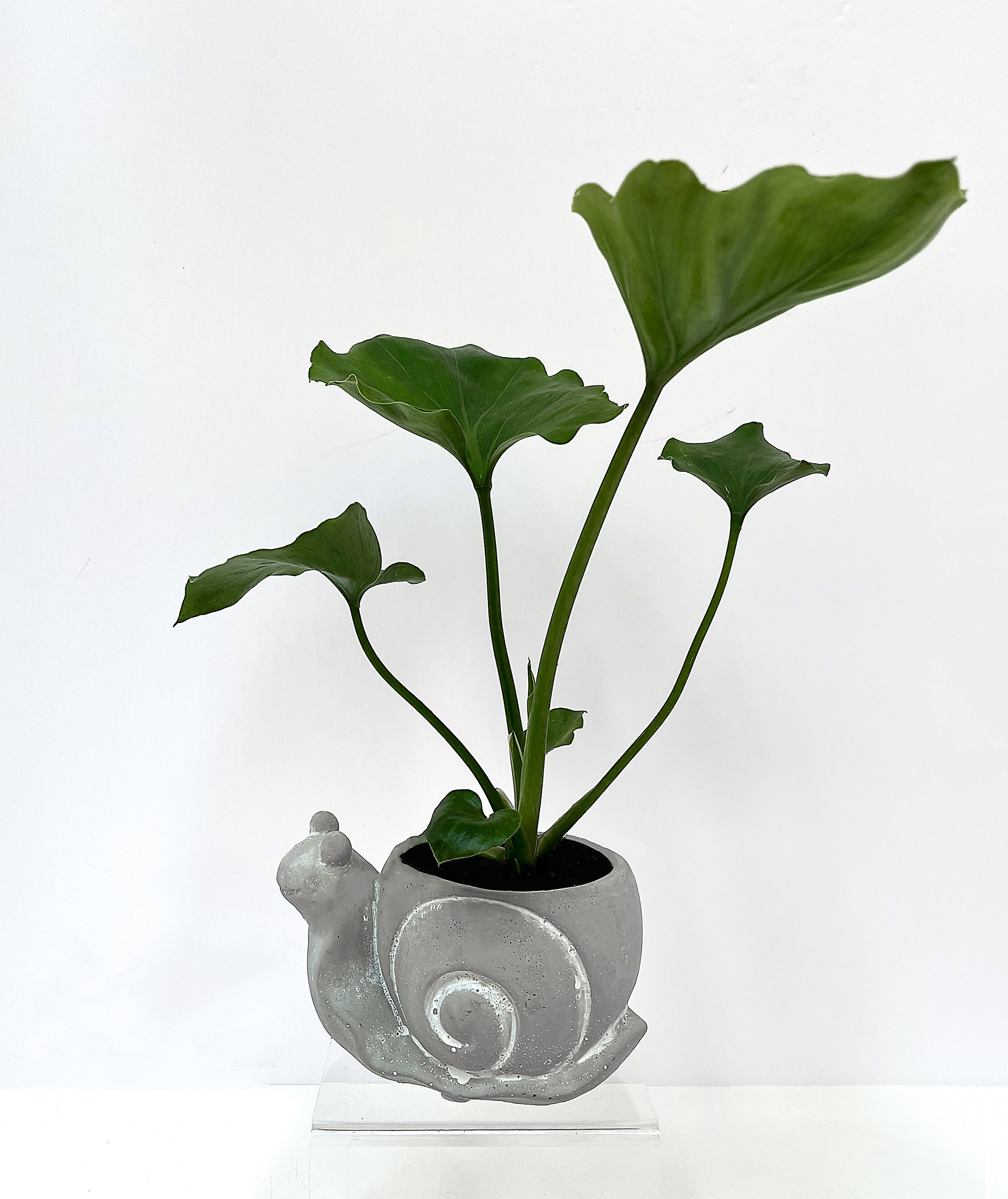Cement Snail Pot With Natural Finish, Snail Planter, Garden Snail ...