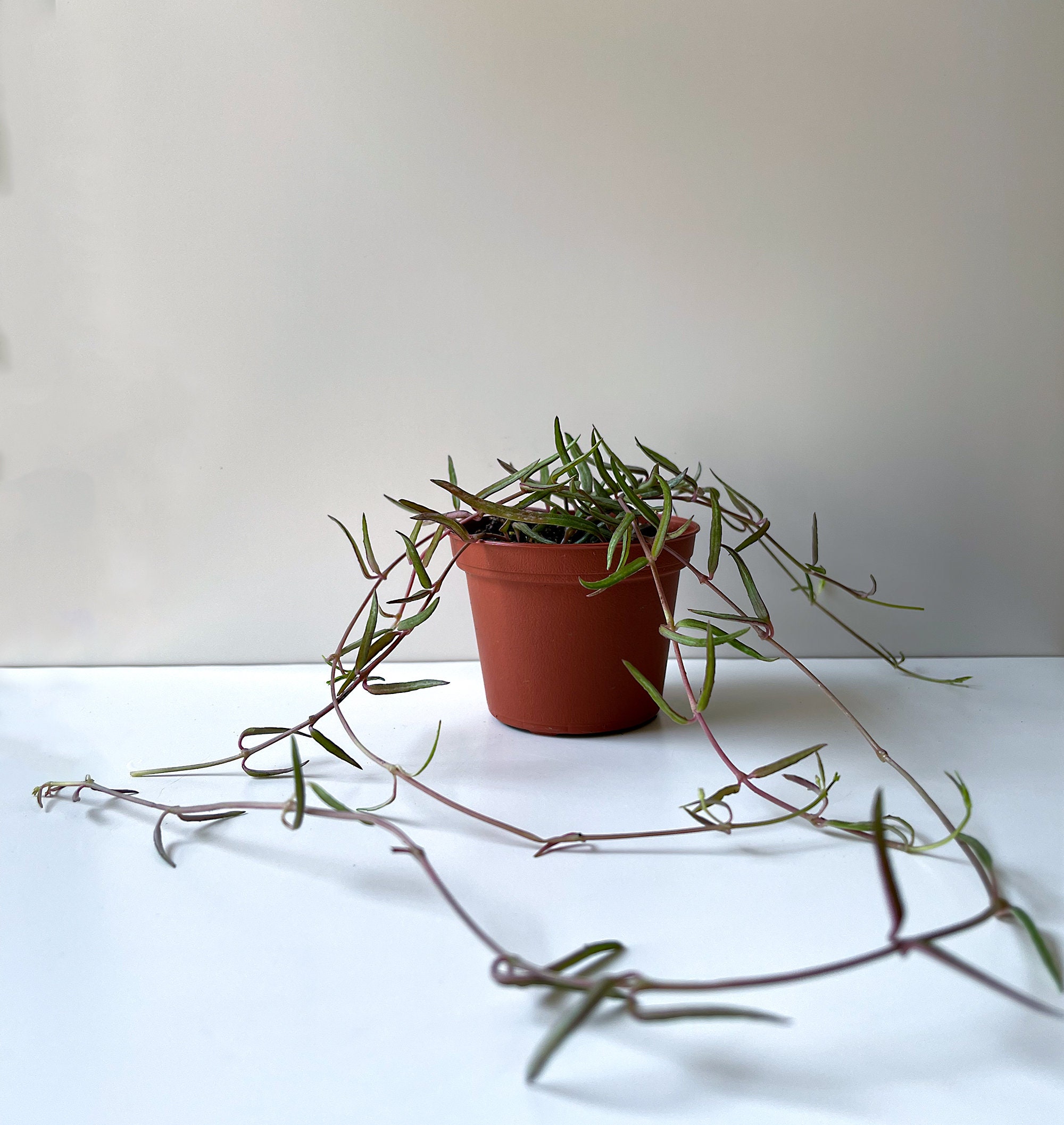 String of Needles Ceropegia Linearus Succulent Collection - Etsy