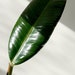 Rubber Tree Plant, Ficus Elastica, Black Prince, Rubber Fig, Rubber ...