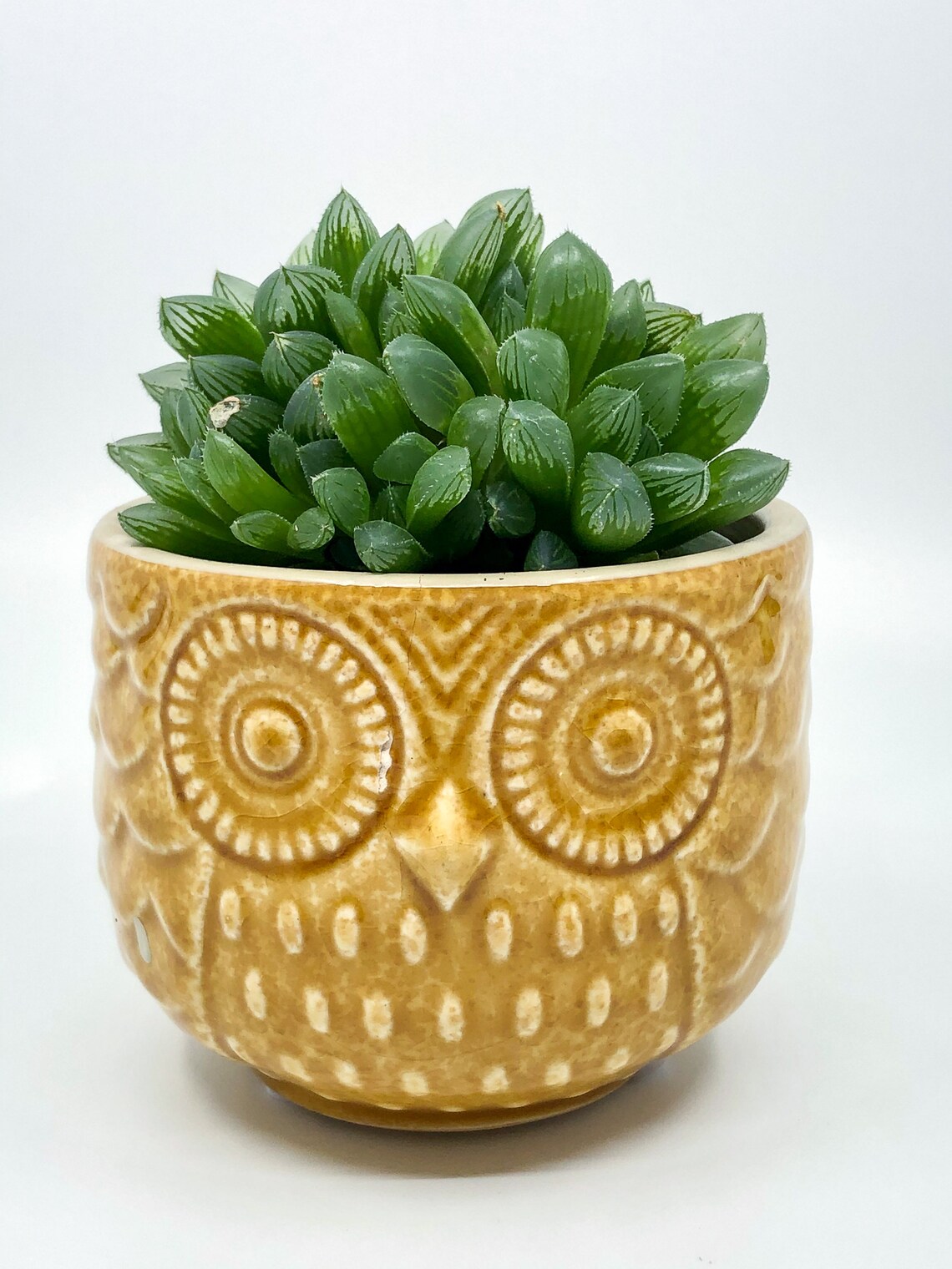 Set of Three Owl Pots in Graduated Sizes: 2.5 Inch 3.5 Inch - Etsy