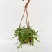 String of Turtles 4 Inch Hanging Basket Peperomia Prostrata - Etsy