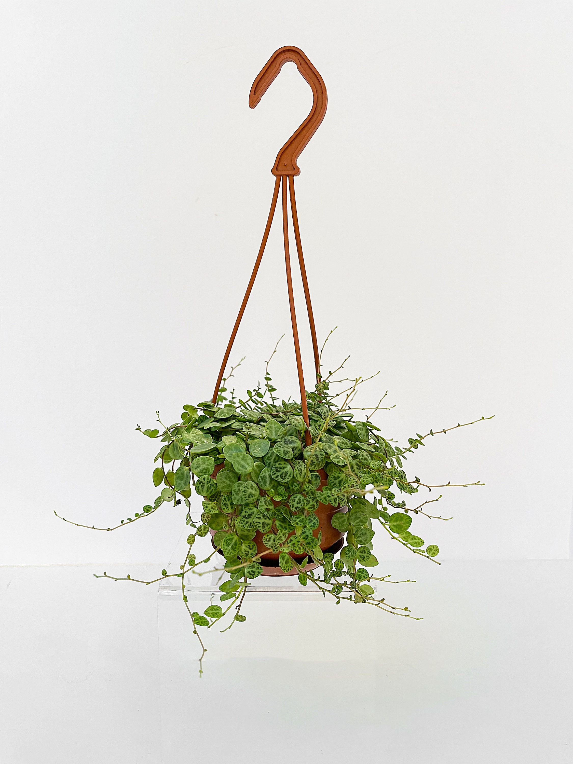 String of Turtles 4 Inch Hanging Basket Peperomia Prostrata - Etsy